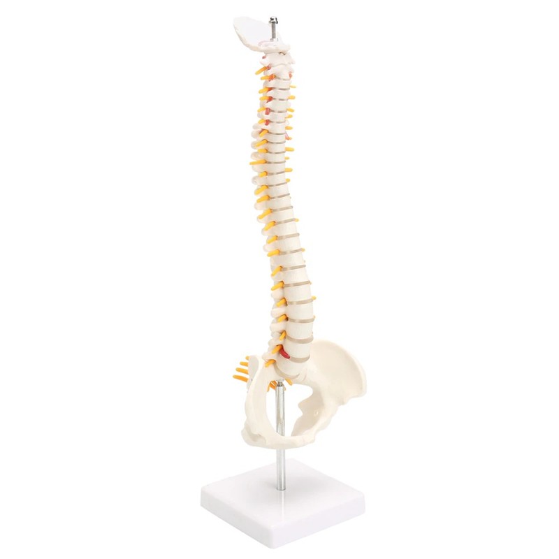 45Cm Human Spine With Pelvic Model Human Spine Medical Model Spinal ...