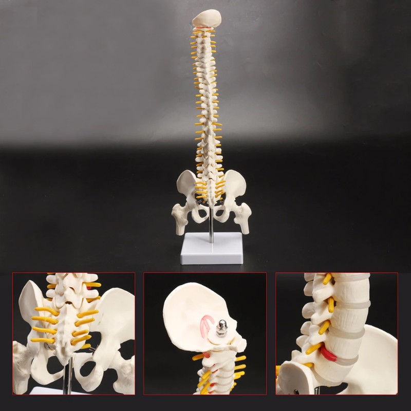 Human Spine Bone Skeleton Model 45Cm Posture For Medical Rehabilitation ...