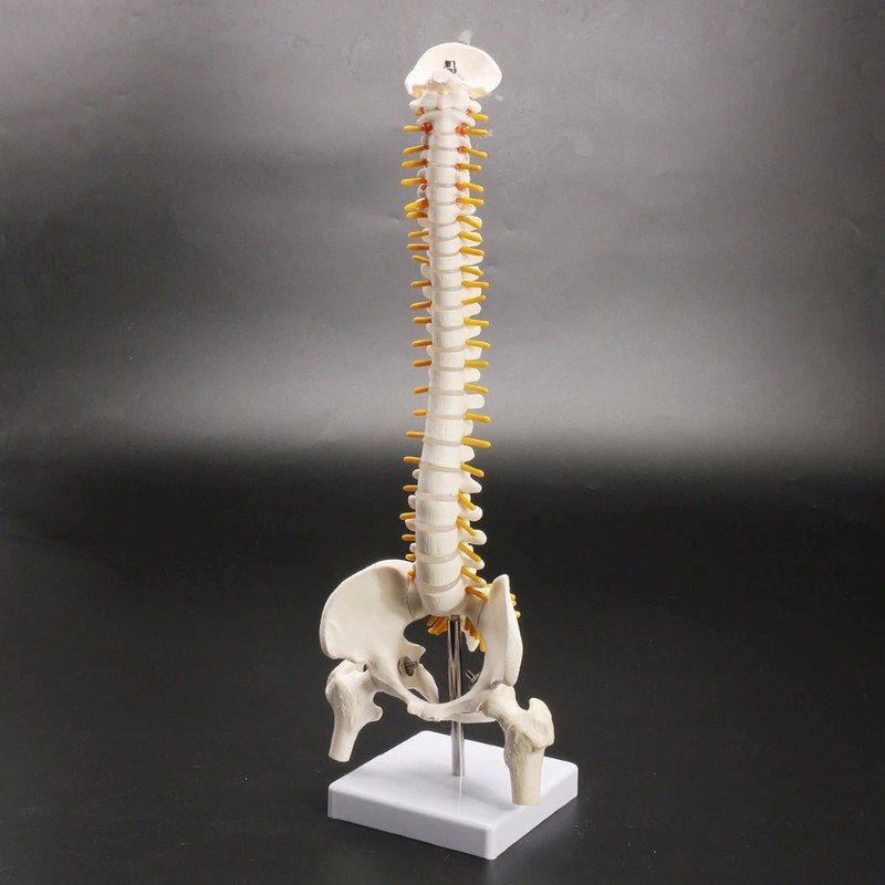 Human Spine Bone Skeleton Model 45Cm Posture For Medical Rehabilitation ...
