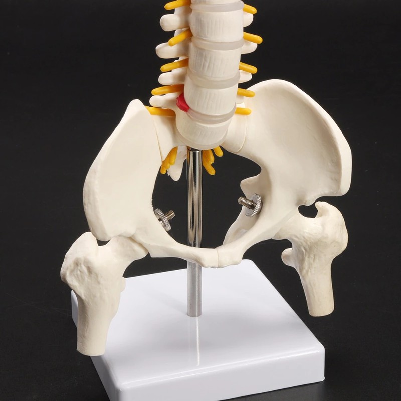 Human Spine Bone Skeleton Model 45Cm Posture For Medical Rehabilitation ...