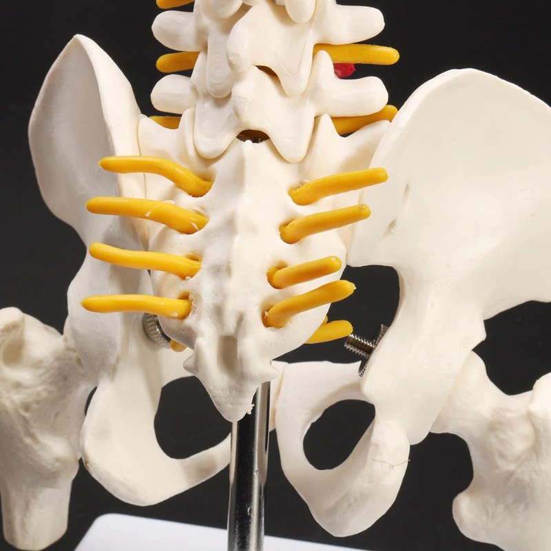 Human Spine Bone Skeleton Model 45Cm Posture For Medical Rehabilitation ...