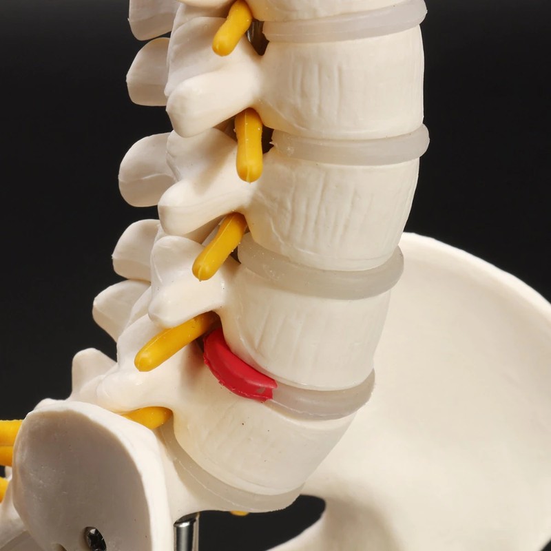 Human Spine Bone Skeleton Model 45Cm Posture For Medical Rehabilitation ...